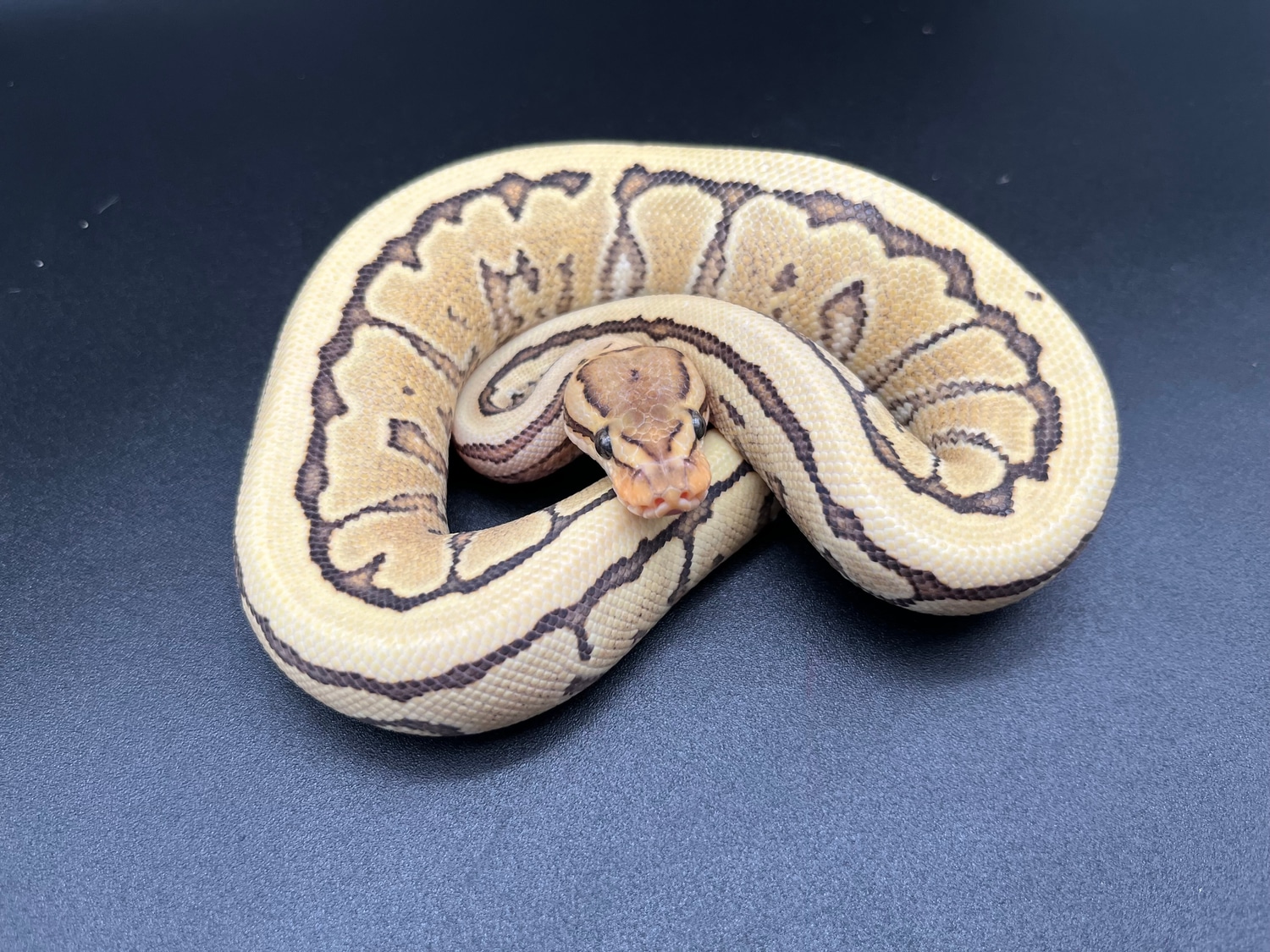 Desert Ghost Pinstripe Yellow Belly 100% het Cryptic