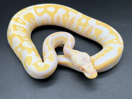 Leopard Albino Ball Python by Mike Wells Reptiles