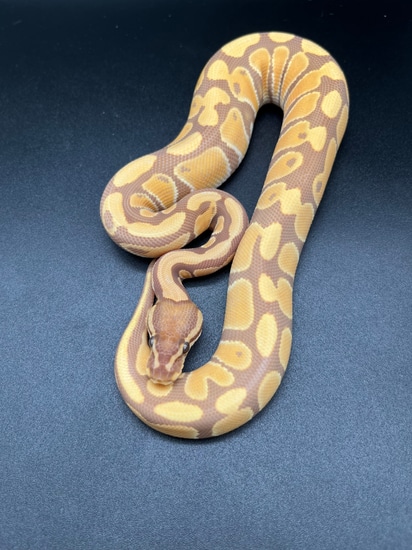 Ultramel Ball Python by Mike Wells Reptiles