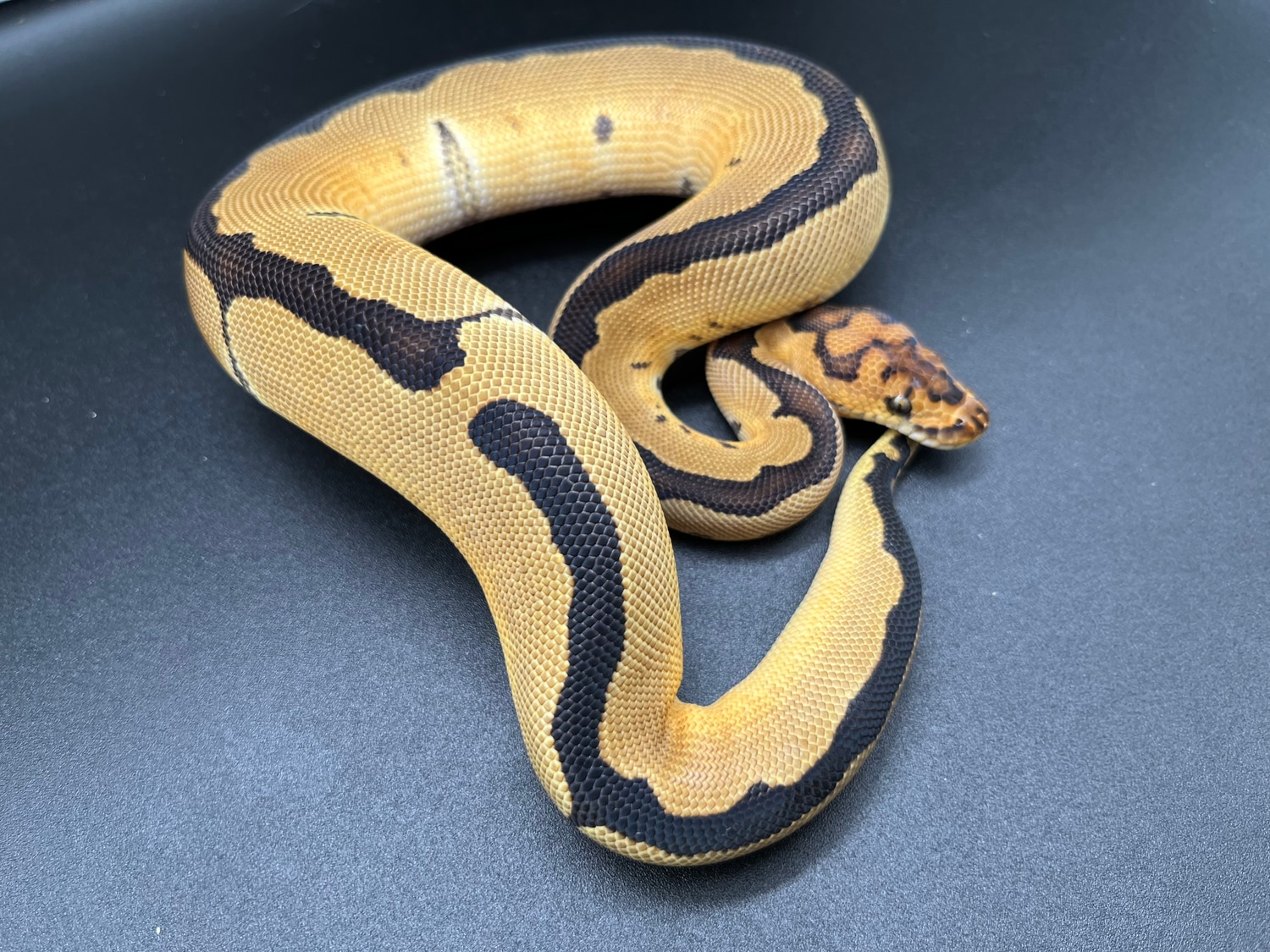 Blade Clown 100% het Ultramel