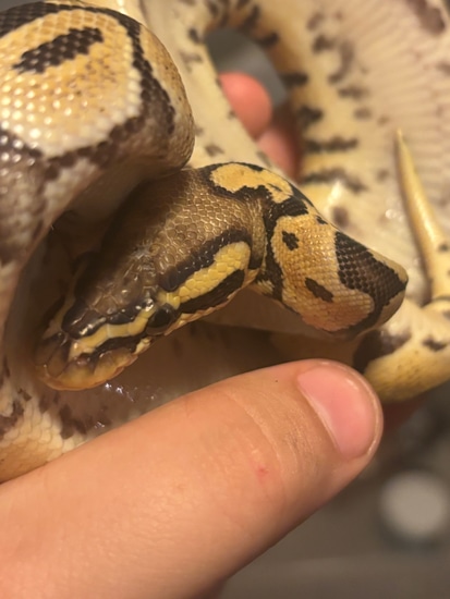 Pastel Male Ball Python by Slythery Noodle Necks