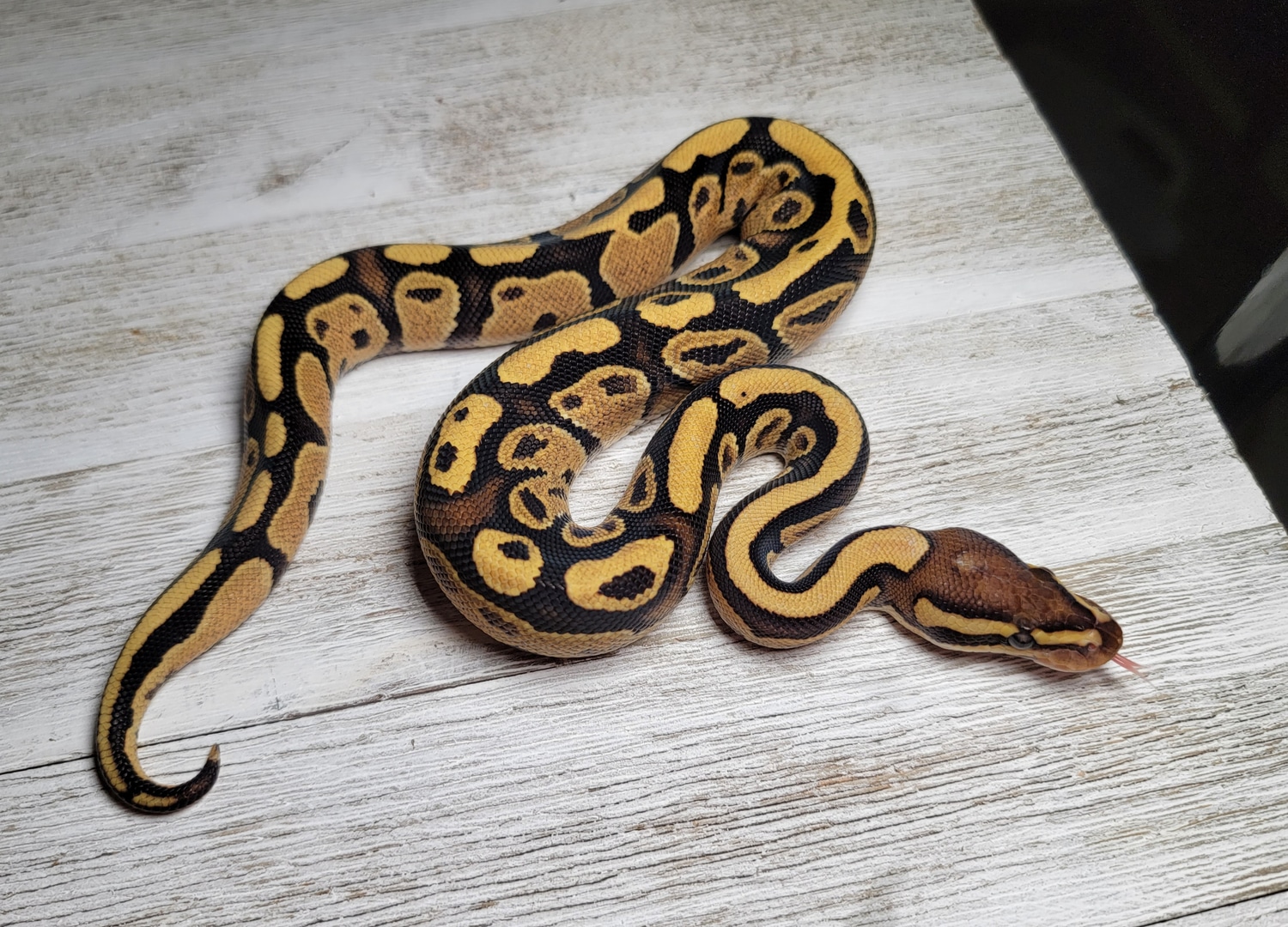 Fire/Vanilla Ball Python by Shanz Amaze Ballz - MorphMarket