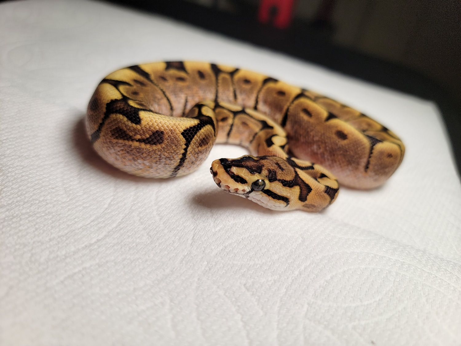 Fire/Vanilla Spider **2 Available ** Ball Python by Shanz Amaze Ballz ...