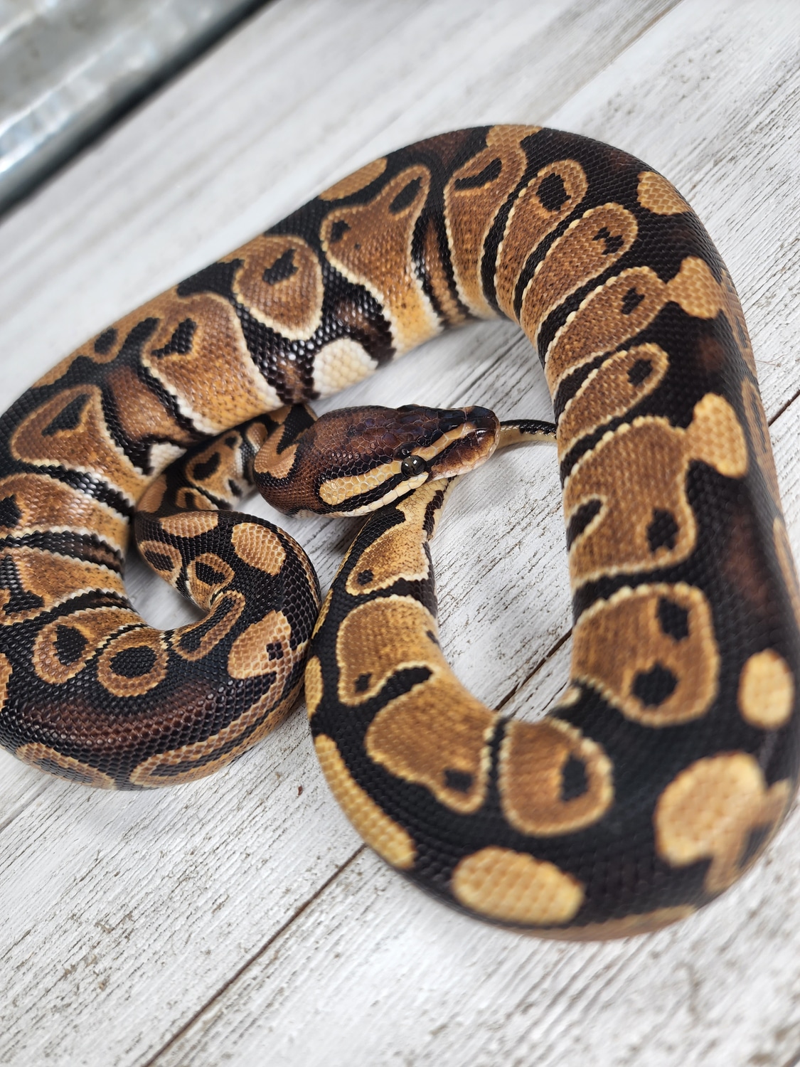 100% Het Genetic Stripe (G Stripe) Ball Python by Shanz Amaze Ballz ...