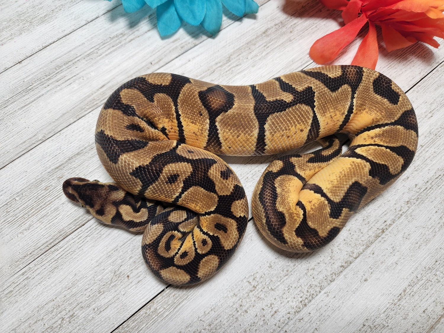 Enchi Pastel Ball Python by Shanz Amaze Ballz - MorphMarket