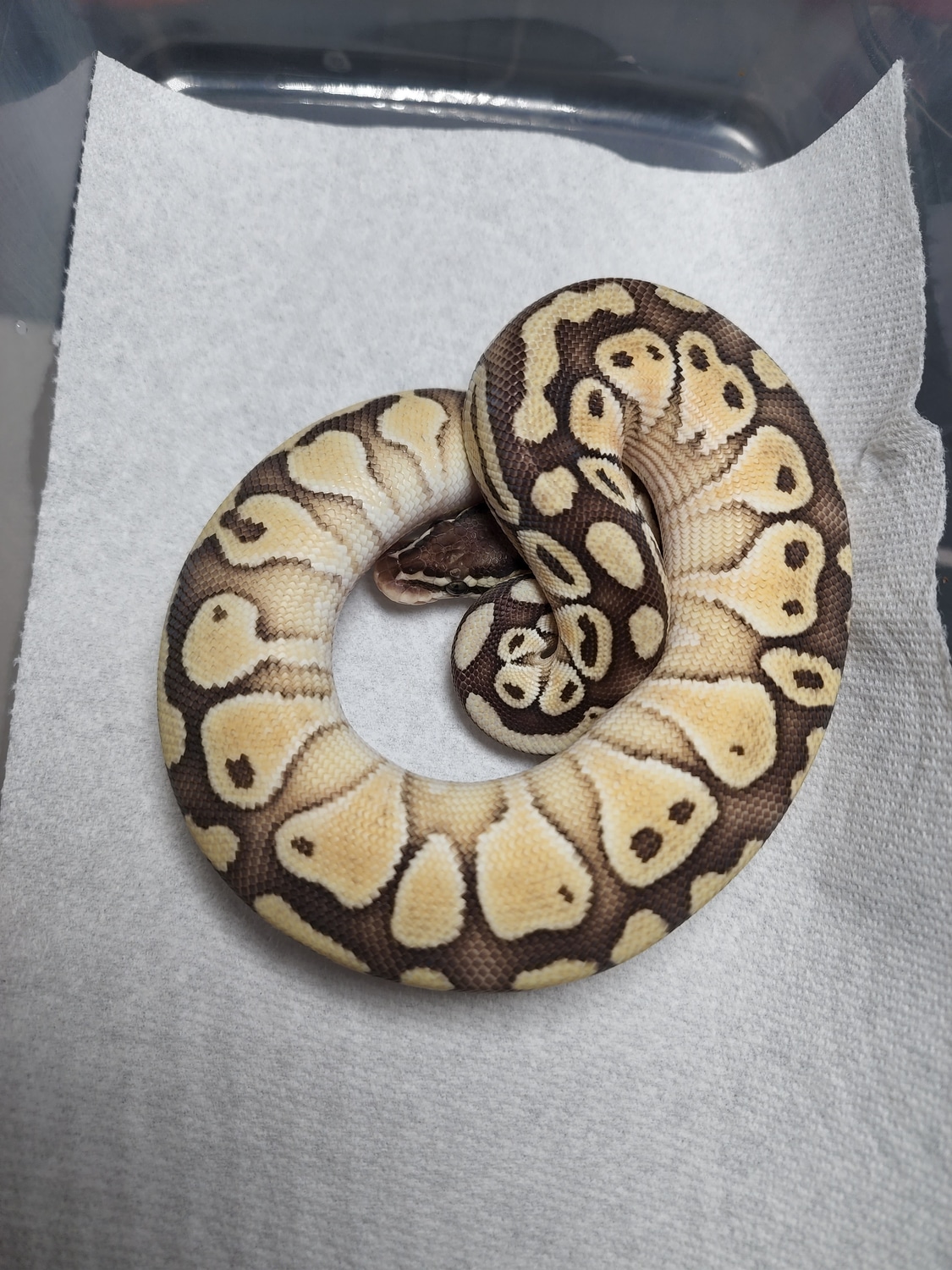 Pastel Butter Ball Python by Shanz Amaze Ballz - MorphMarket