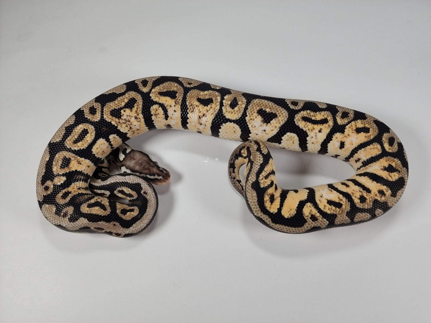 Pastel Spotnose Ball Python by Shanz Amaze Ballz - MorphMarket