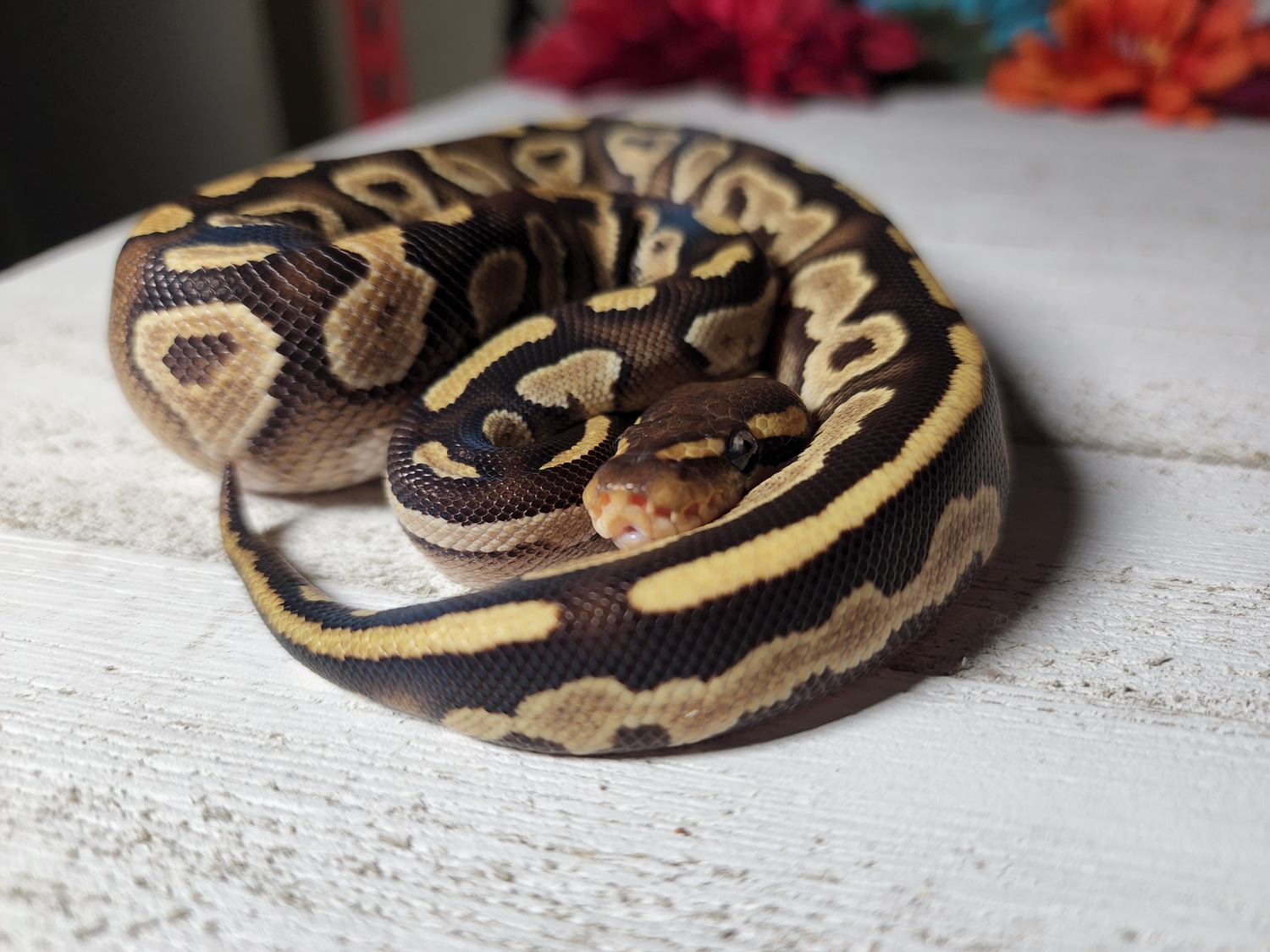 Mojave Gravel/Spark Ball Python by Shanz Amaze Ballz - MorphMarket
