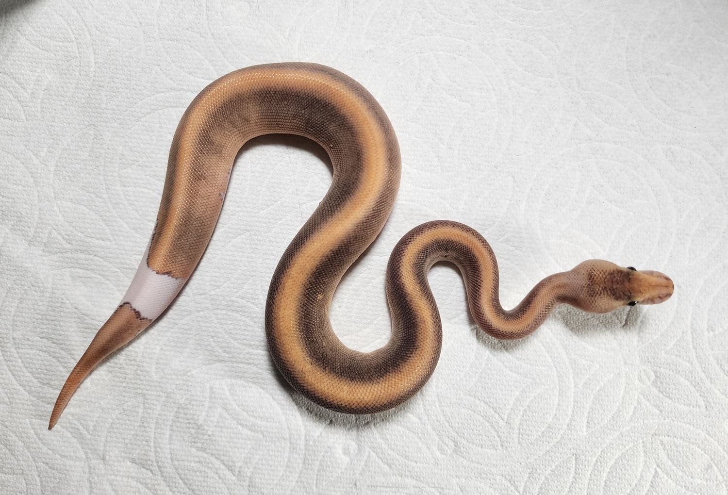 Champagne Cinnamon Ball Python by Shanz Amaze Ballz - MorphMarket