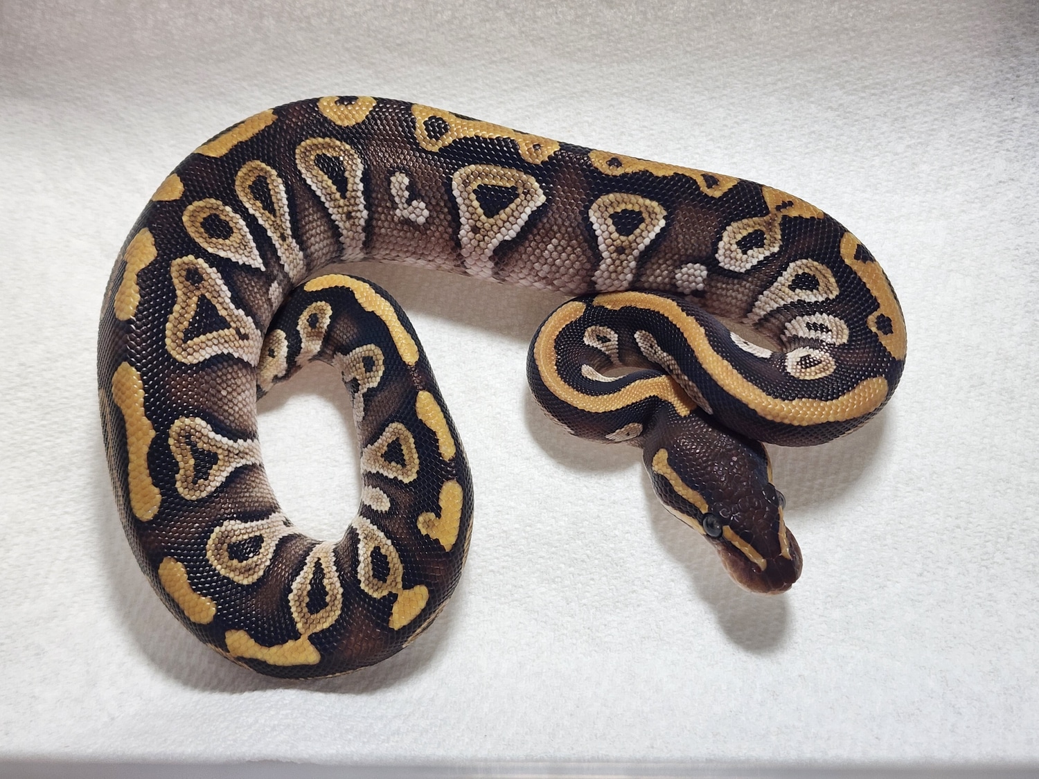 Mojave With A Cute Heart Ball Python by Shanz Amaze Ballz - MorphMarket
