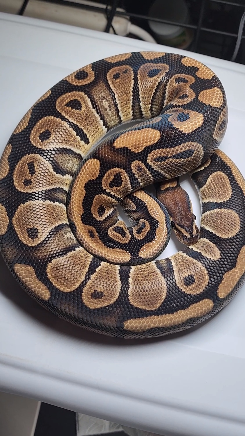 Normal 100% Het Clown Ball Python by Shanz Amaze Ballz - MorphMarket