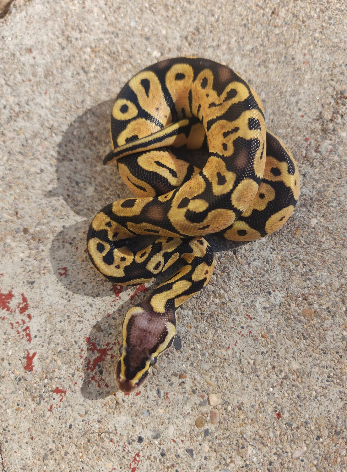 Pastel Fire/Vanilla Ball Python by Shanz Amaze Ballz - MorphMarket
