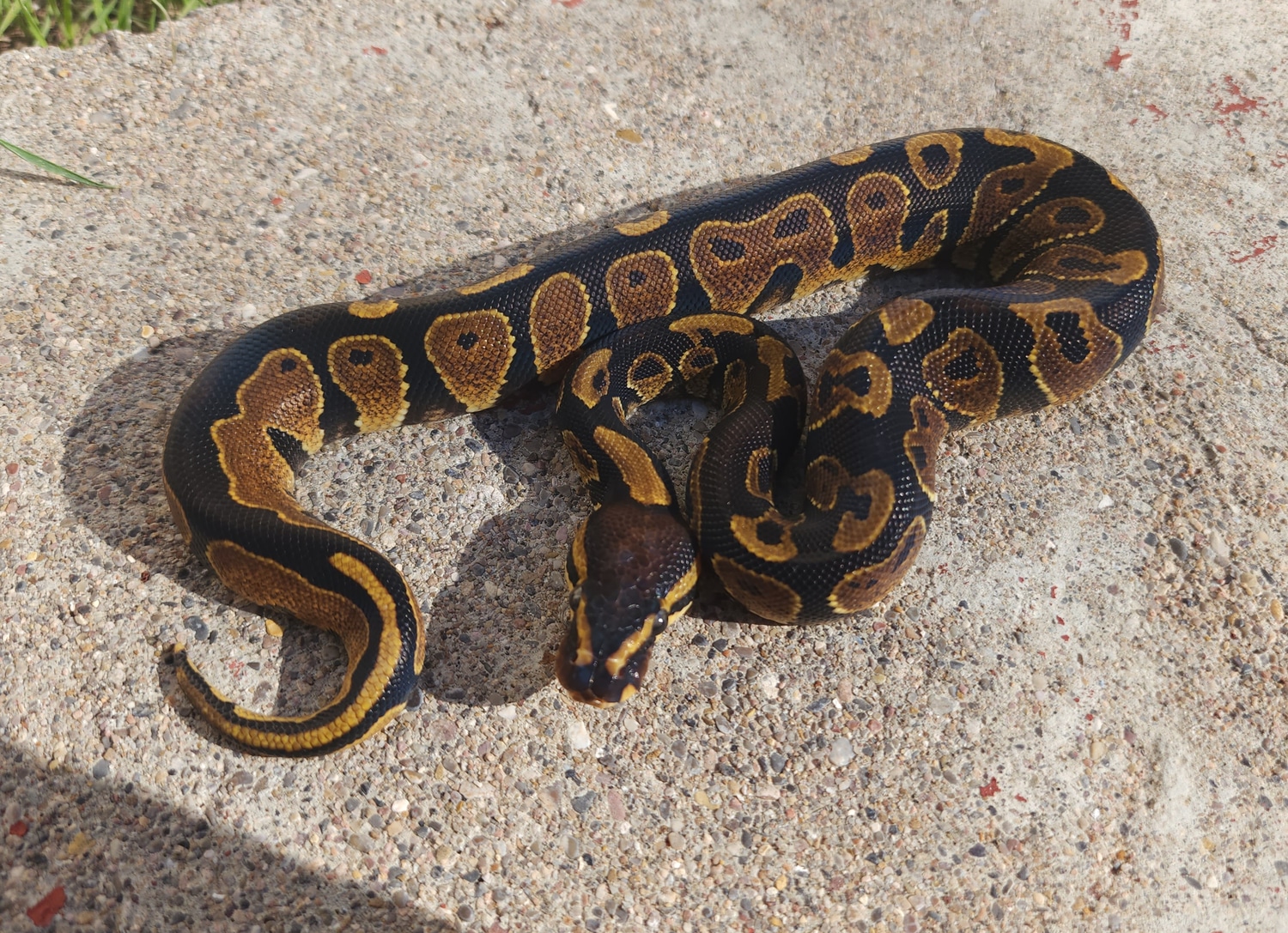 Mystic Gravel/Yellowbelly Ball Python by Shanz Amaze Ballz - MorphMarket