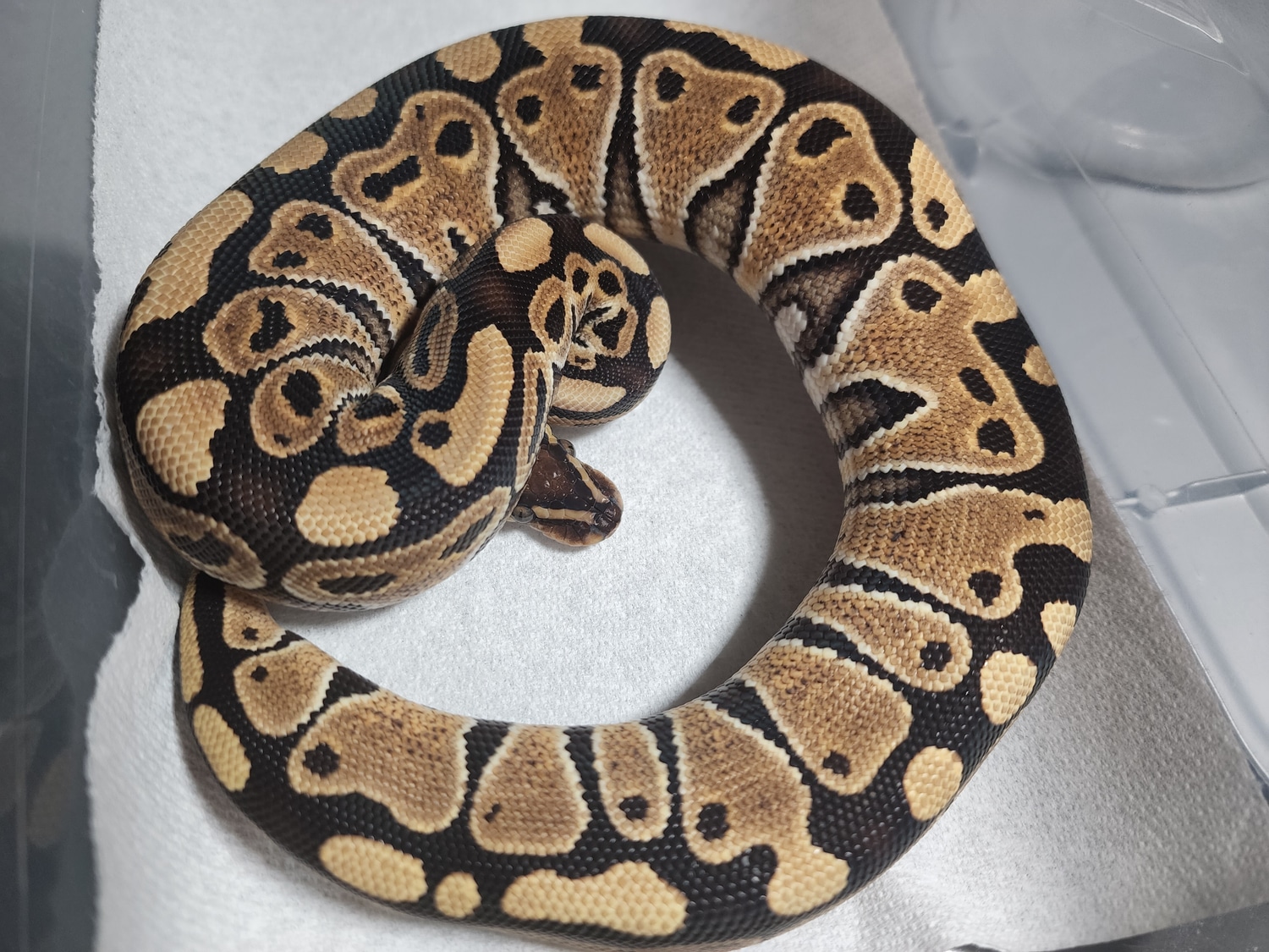 Special Ball Python by Shanz Amaze Ballz - MorphMarket