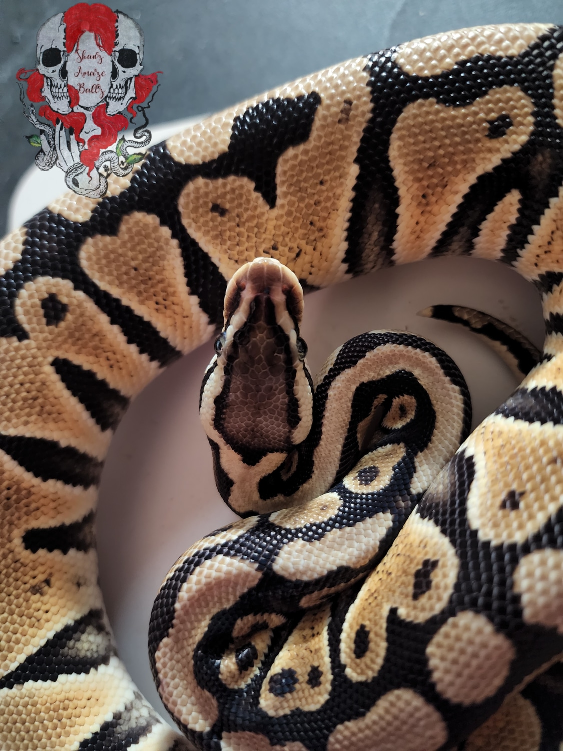 Pastel Pos Yellowbelly 100% Het Clown Ball Python by Shanz Amaze Ballz ...