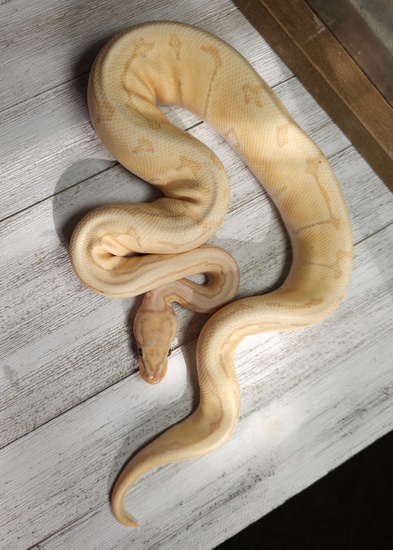 Banana Pinstripe Enchi Ball Python by Shanz Amaze Ballz