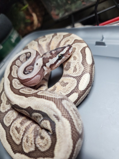 GHI Spider Lesser/Butter Ball Python by Shanz Amaze Ballz