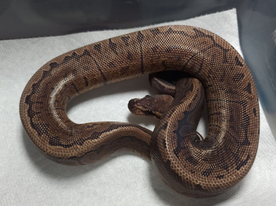 Ghi Pinstripe Ball Python by Shanz Amaze Ballz