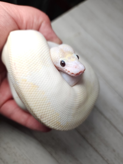 Banana Champagne Pewter Pos Fire Ball Python by Shanz Amaze Ballz