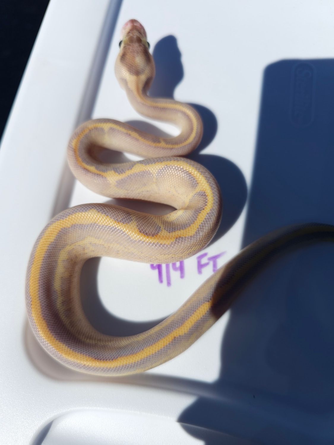 Leopard Ivory 66% Het Pied Ball Python by Shanz Amaze Ballz - MorphMarket