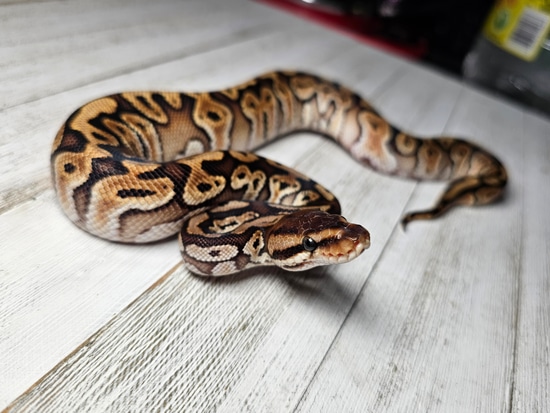 Special HGW Ball Python by Shanz Amaze Ballz