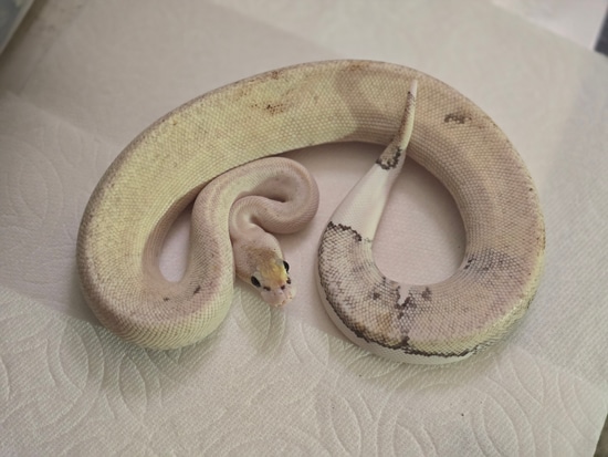 Pewter Champagne With Ringer Ball Python by Shanz Amaze Ballz