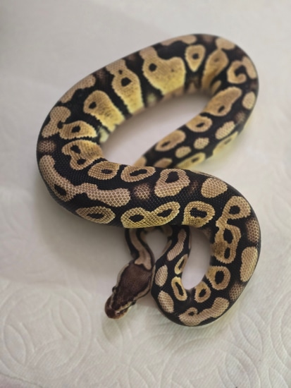 **PAIR DEAL** Pastel 100% Het VPI 50% Het Clown Ball Python by Shanz ...