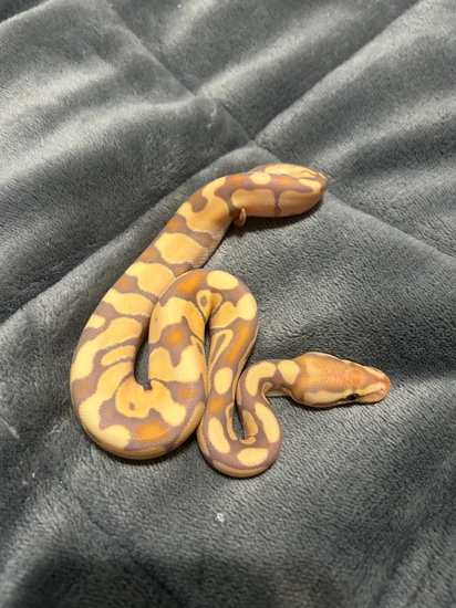 Banana Russo OD Enchi Ball Python by Longoria’s Reptile Haven