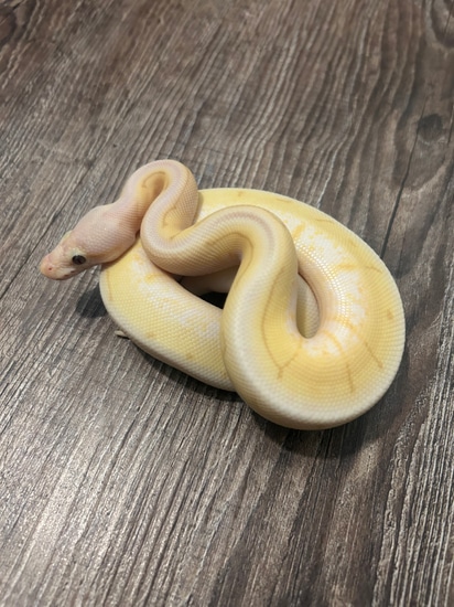 Banana Killer Bee Stinger Blast 💯 Het.Pied Ball Python by Longoria’s ...