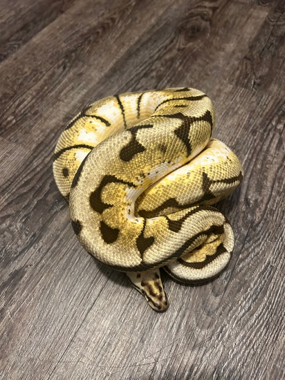Bumblebee Ball Python by Longoria’s Reptile Haven