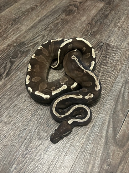GHI Pastave Ball Python by Longoria’s Reptile Haven