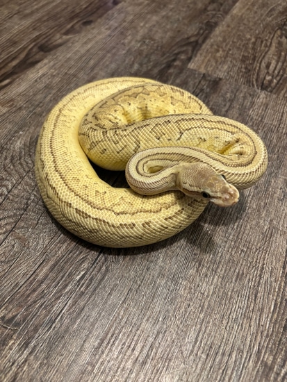 🔥No Reserve🔥 Black Pewter Fire Kingpin 50% Het. Pied Ball Python by Longoria’s Reptile Haven