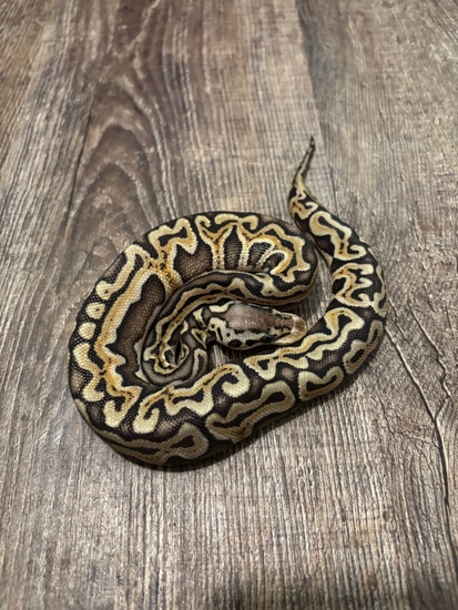 🔥 Pastel GHI Puzzles 🧩 🔥 Ball Python by Longoria’s Reptile Haven