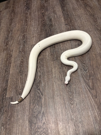🔥 High White Head Pinto Pied🔥 Proven Breeder Ball Python by Longoria’s ...