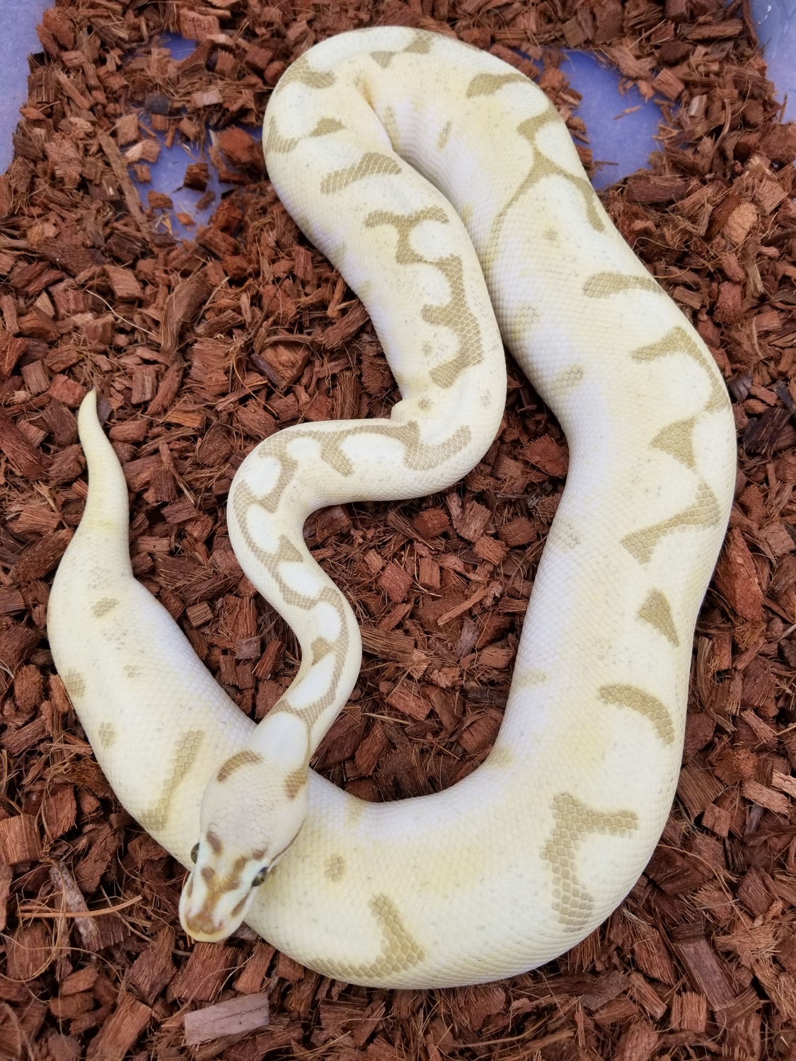 Lesser Enchi Fire Spider Ball Python by Sam's Exotic Morphs - MorphMarket