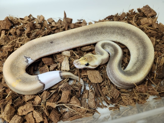 Black Pastel Cinnamon Champagne Ball Python by Sam's Exotic Morphs