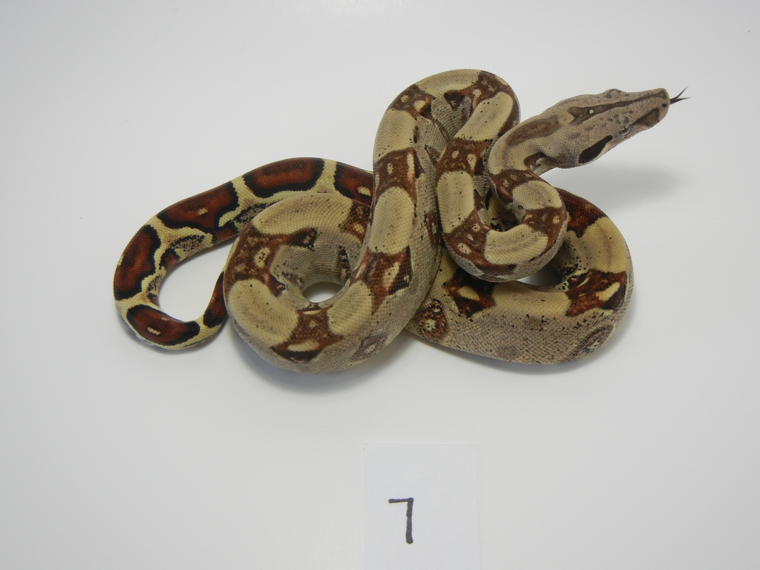Jungle Boa Constrictor by Slotke's Select Serpents - MorphMarket
