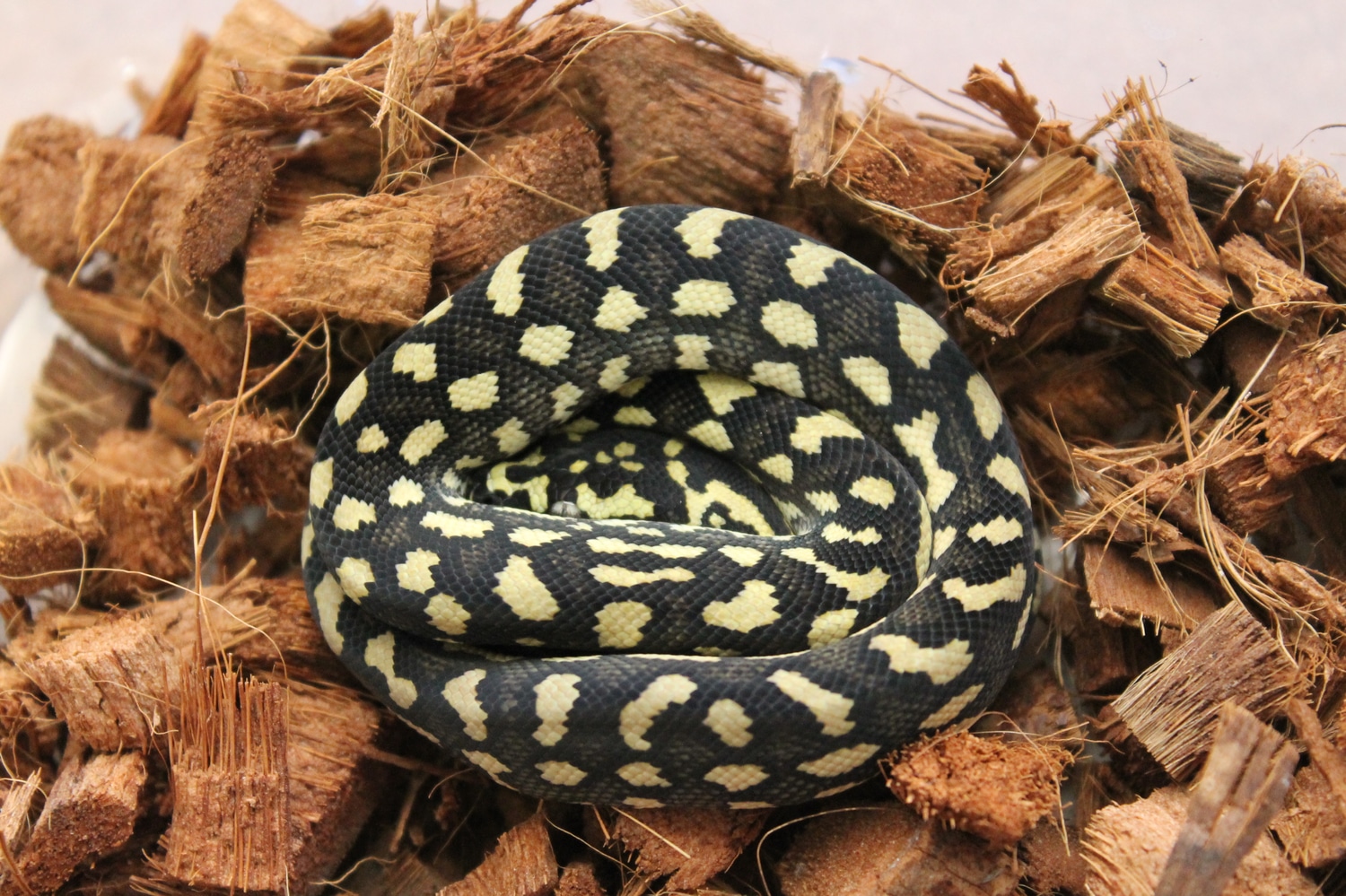 Jungle Carpet Python by Slotke's Select Serpents - MorphMarket