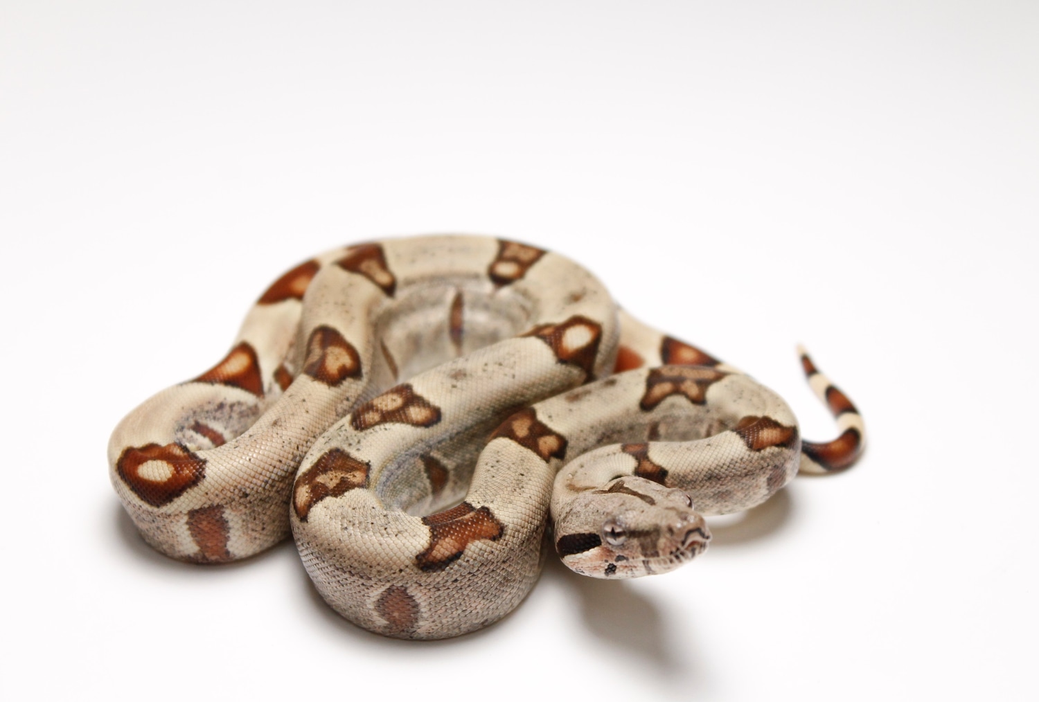 Hypo Jungle Boa Constrictor by Slotke's Select Serpents - MorphMarket