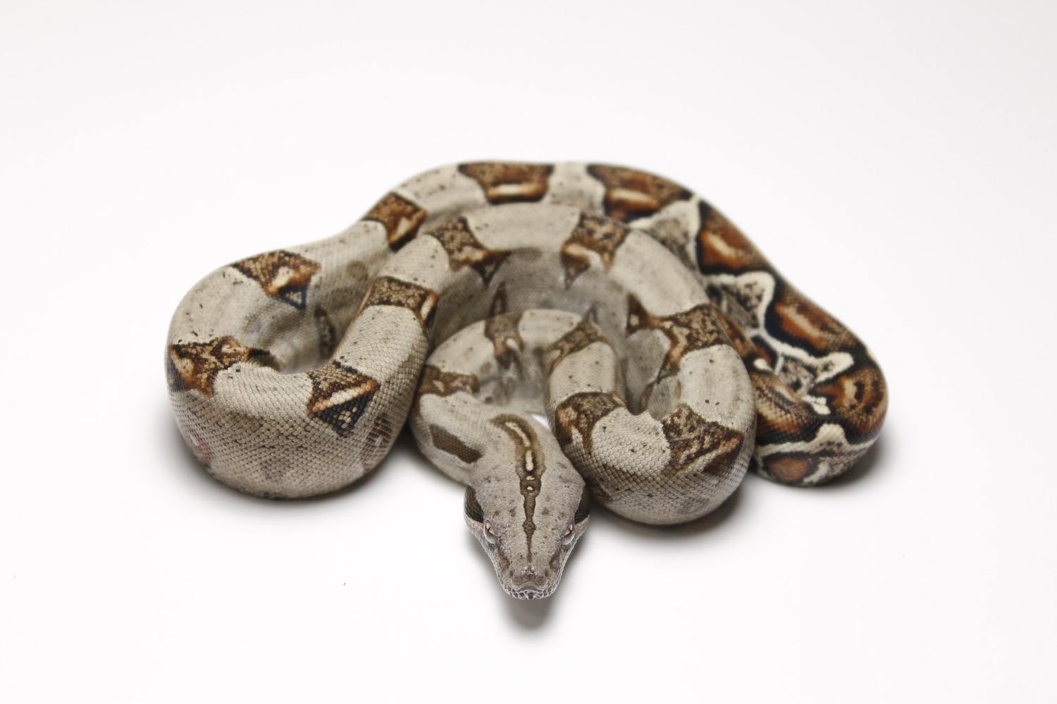 Normal Boa Constrictor by Slotke's Select Serpents - MorphMarket