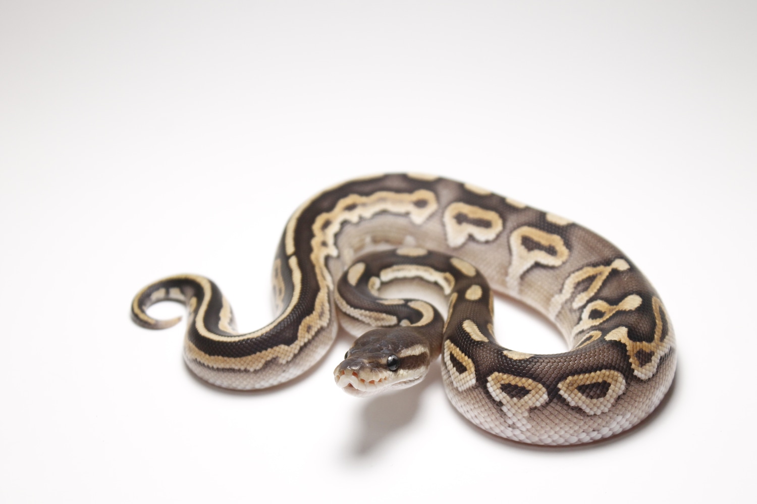 Savannah Ball Python by Slotke's Select Serpents - MorphMarket