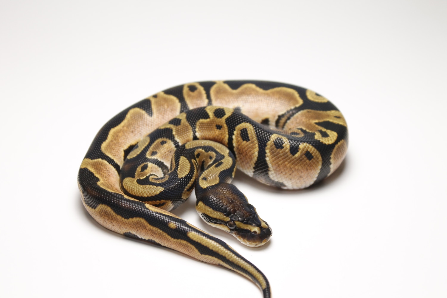 Calico 50% Het Piebald Ball Python by Slotke's Select Serpents ...