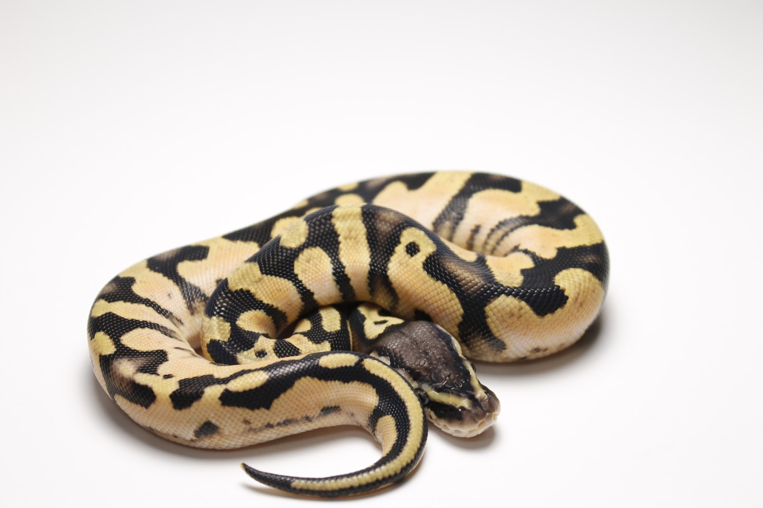 Pastel Calico Orange Dream 50% Het Piebald Ball Python by Slotke's ...
