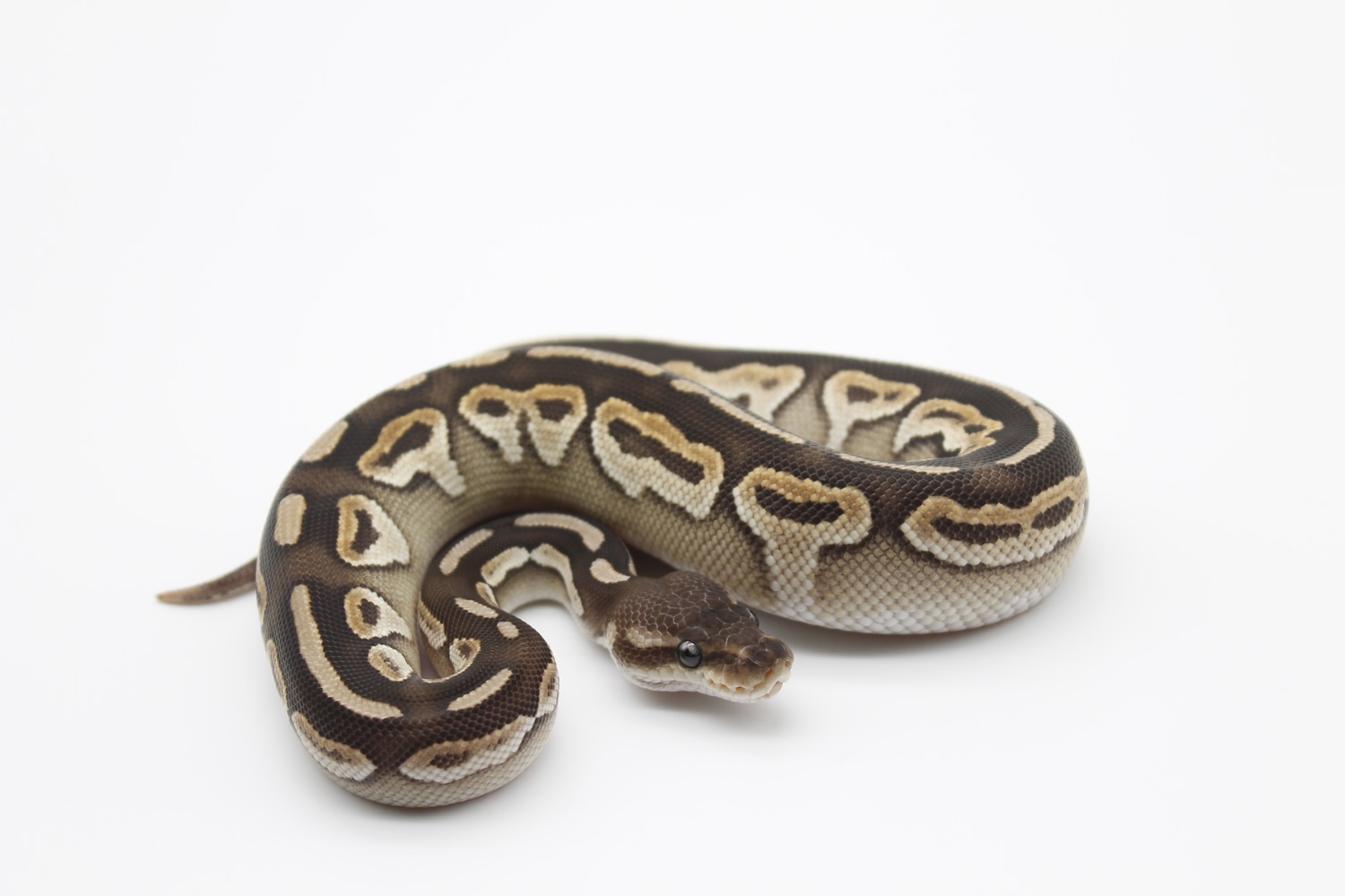 Savannah Ball Python by Slotke's Select Serpents - MorphMarket