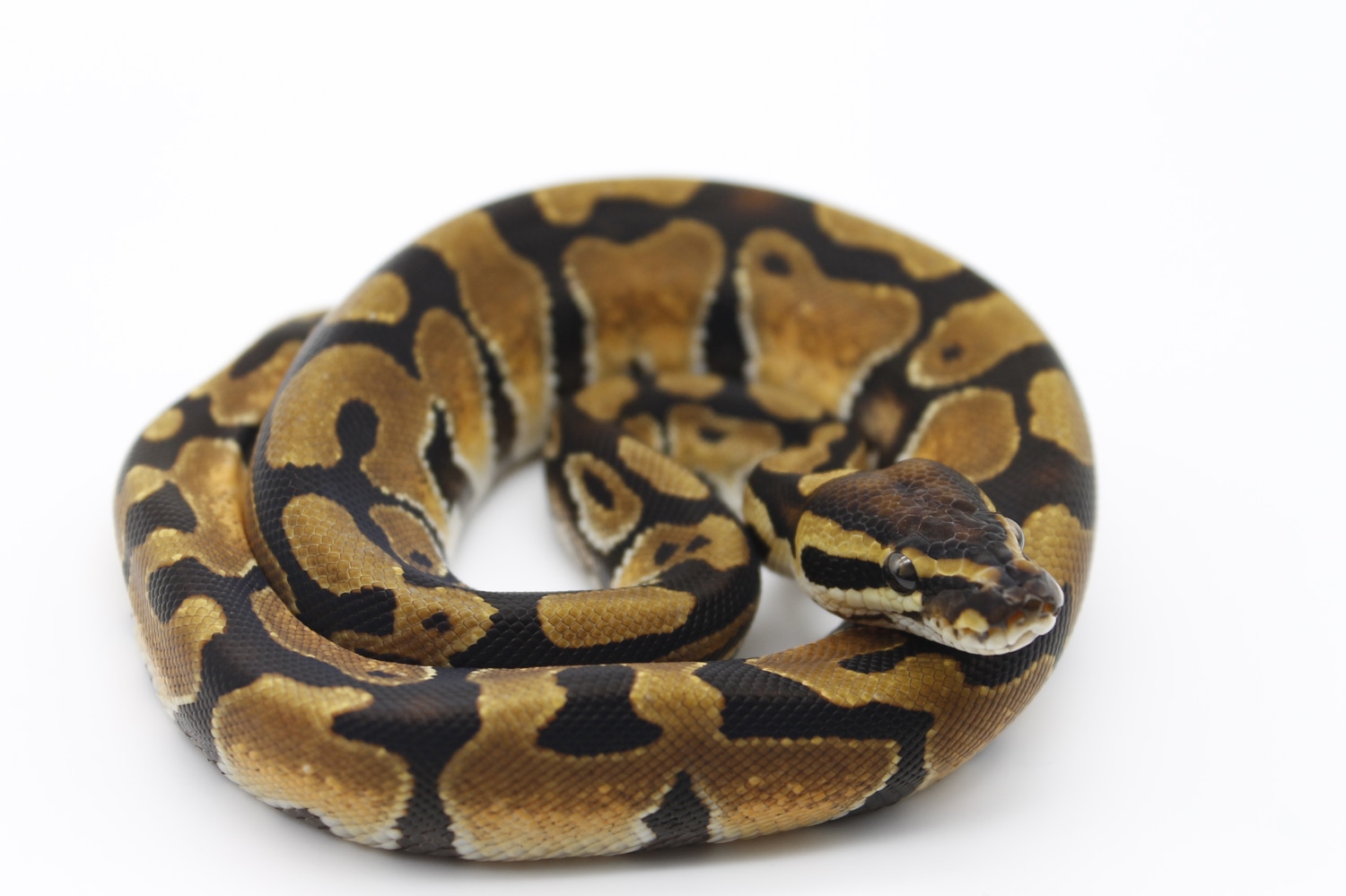 Enchi Het Rainbow Pos Het Hypo Ball Python by Slotke's Select Serpents ...