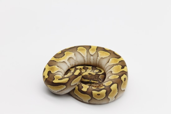 Lesser Asphalt Ball Python by Slotke's Select Serpents