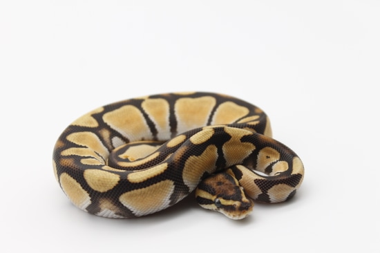 Super OD Ball Python by Slotke's Select Serpents
