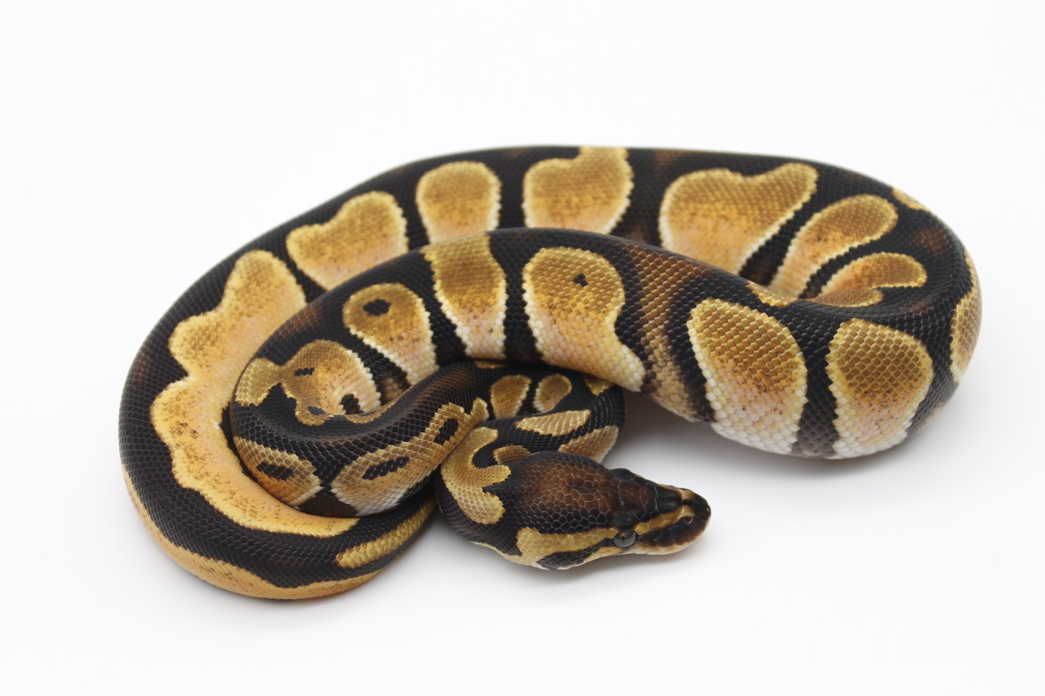 Calico OD Ball Python by Slotke's Select Serpents - MorphMarket