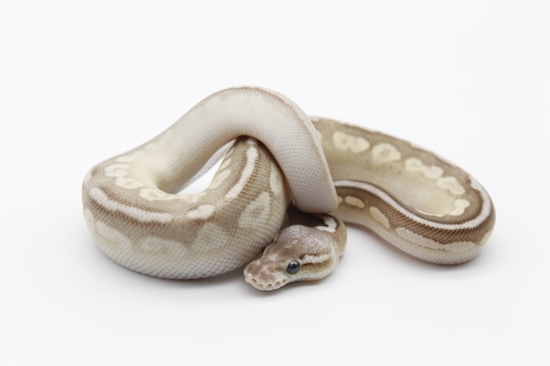 Calico Sterling Mojave Pos OD Ball Python by Slotke's Select Serpents