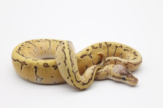Dragonfly 50% Het DG Ball Python by Slotke's Select Serpents